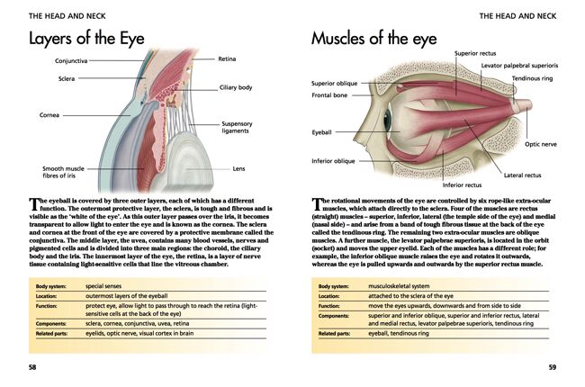 Human Body: Mini Encyclopedia by Jane de Burgh - Amber Books