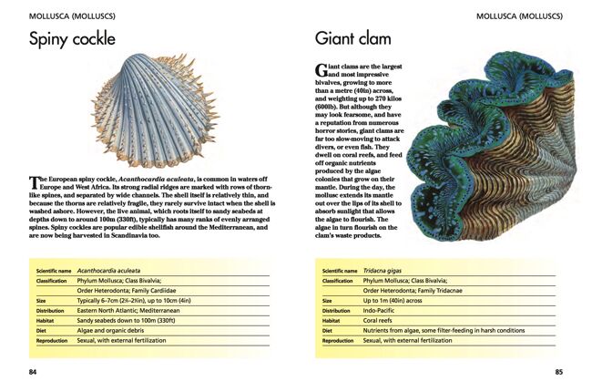 Marine Life: Mini Encyclopedia - Amber Books