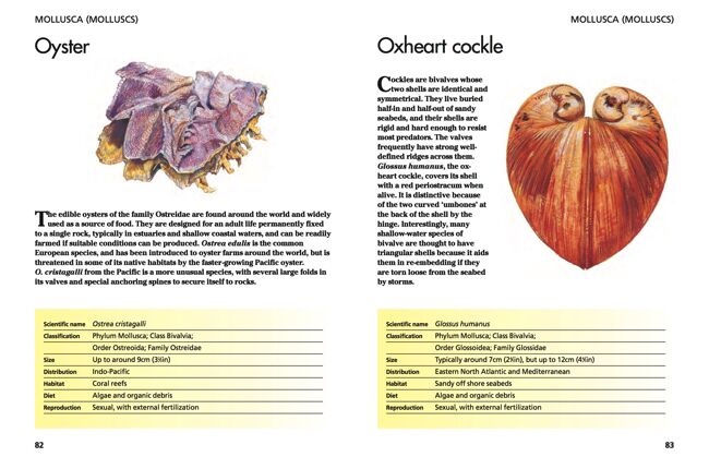 Marine Life: Mini Encyclopedia - Amber Books