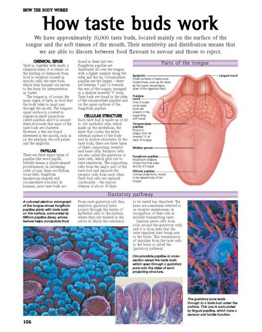 How the Body Works - Amber Books