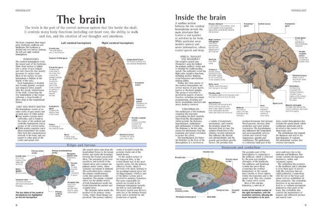 How the Brain Works - Amber Books
