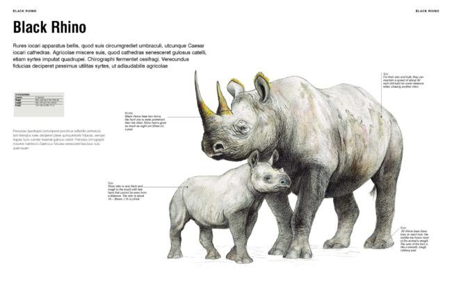 Animals: Visual Encyclopedia - Amber Books