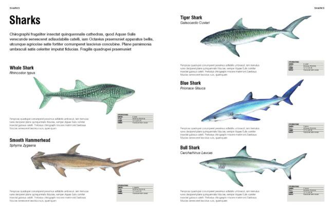 Animals: Visual Encyclopedia - Amber Books