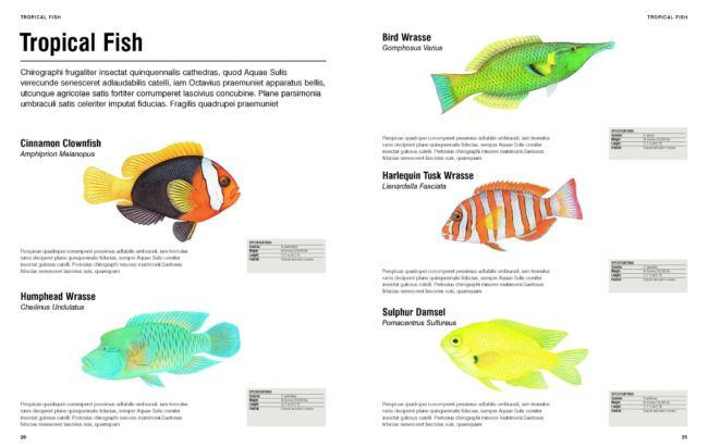 Animals: Visual Encyclopedia - Amber Books