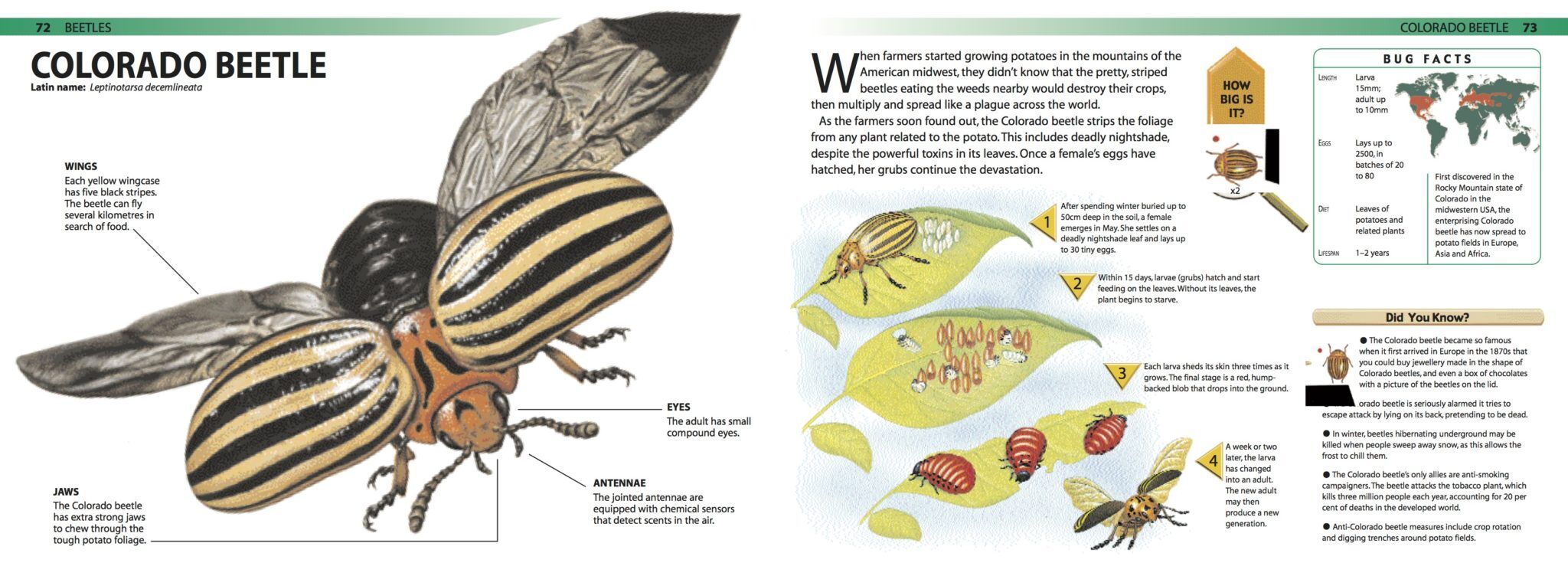 Bugs: The World's Most Terrifying Insects - Amber Books