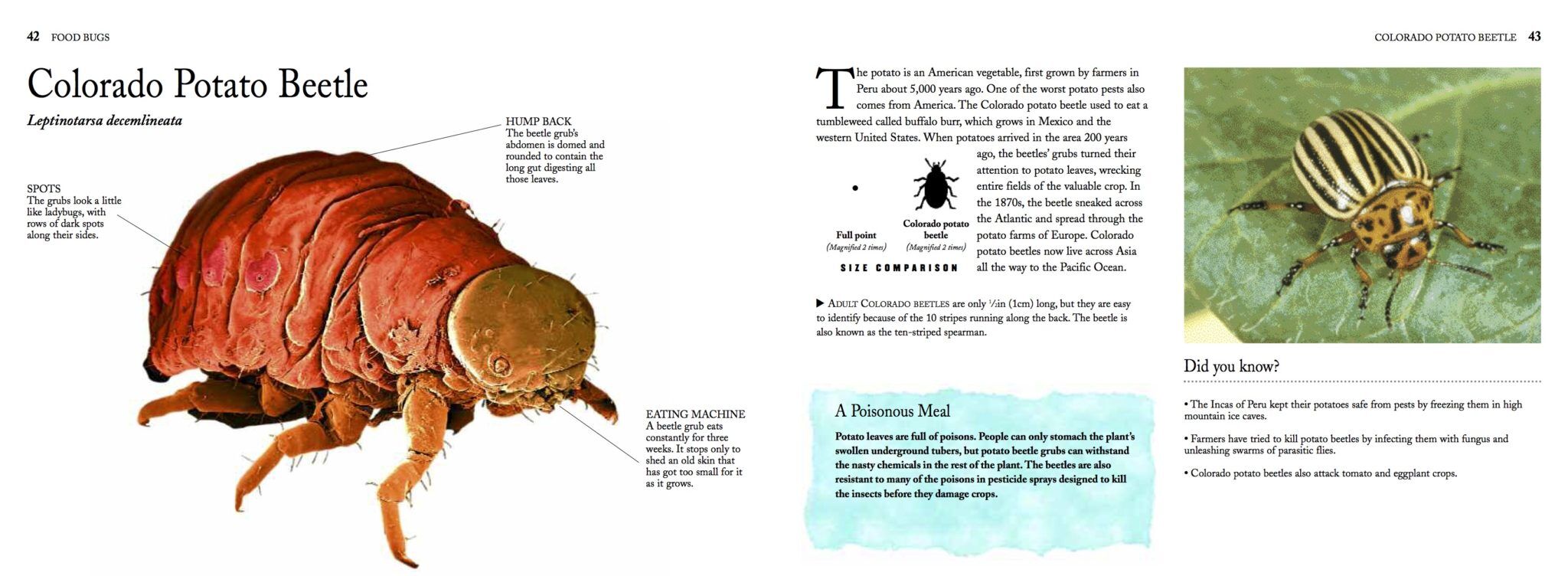 Micro Monsters - Amber Books