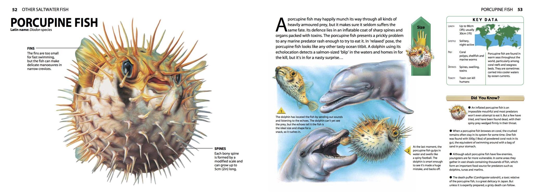 Sharks & Predators of the Deep - Amber Books