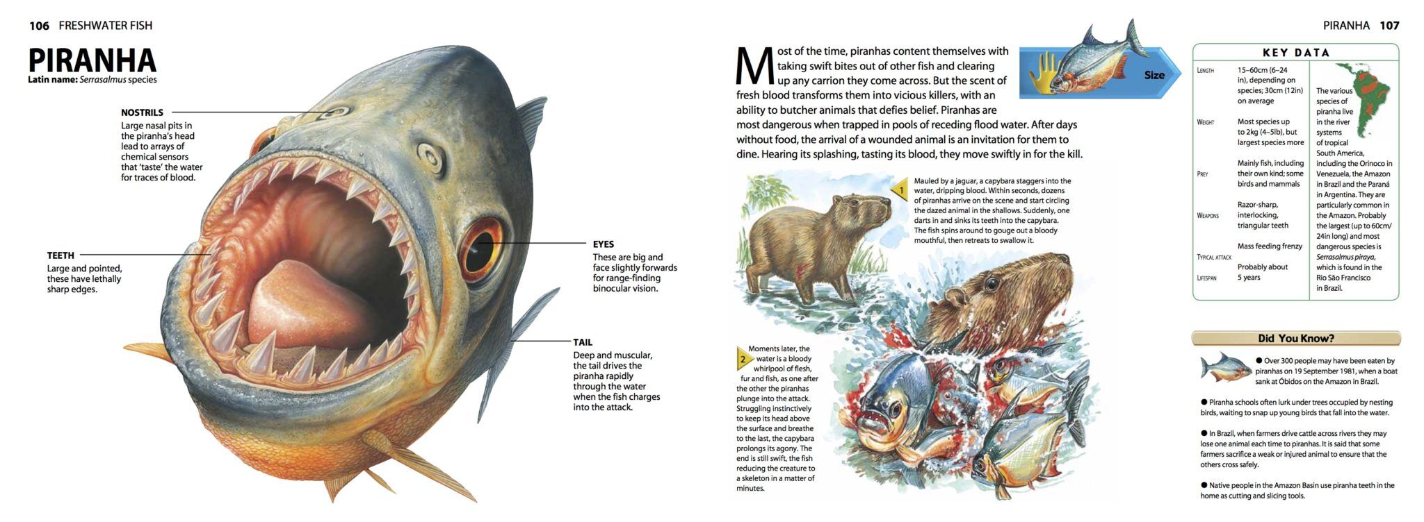 Sharks & Predators of the Deep - Amber Books