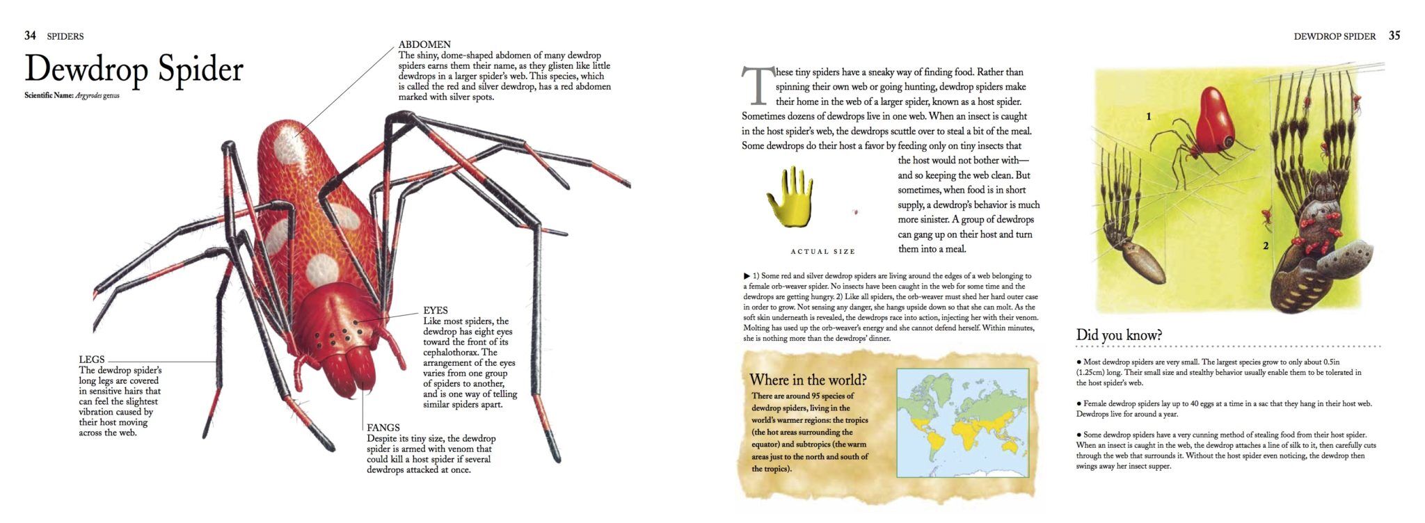 Spiders, Scorpions & Creepy Crawlies - Amber Books