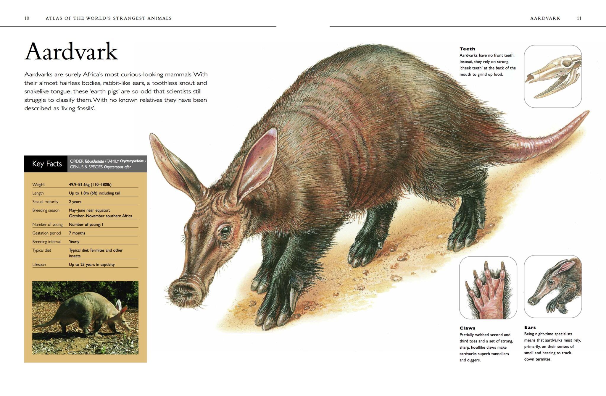 Atlas of the World's Strangest Animals - Amber Books
