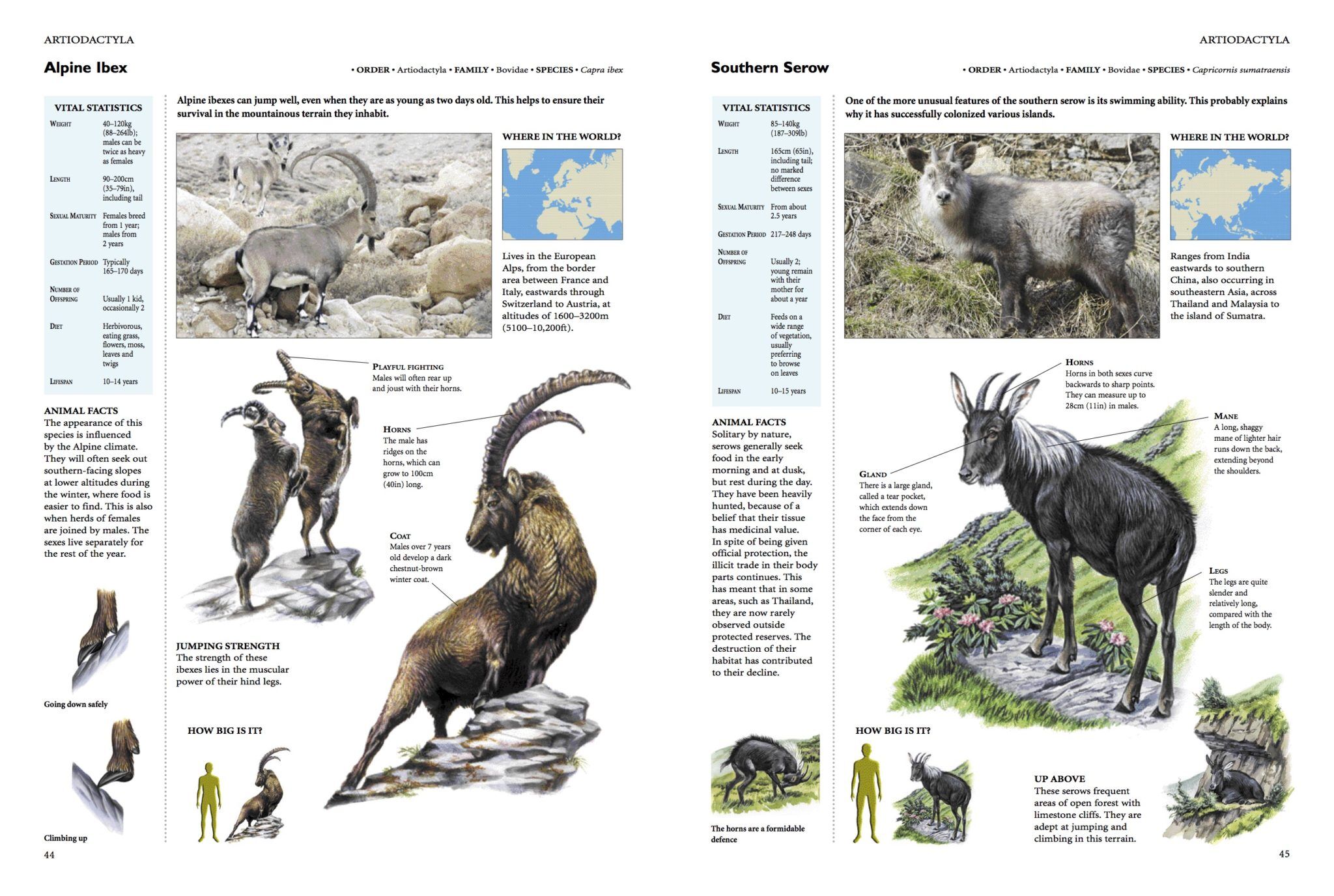 Animals [Illustrated Encyclopedia] by David Alderton - Amber Books
