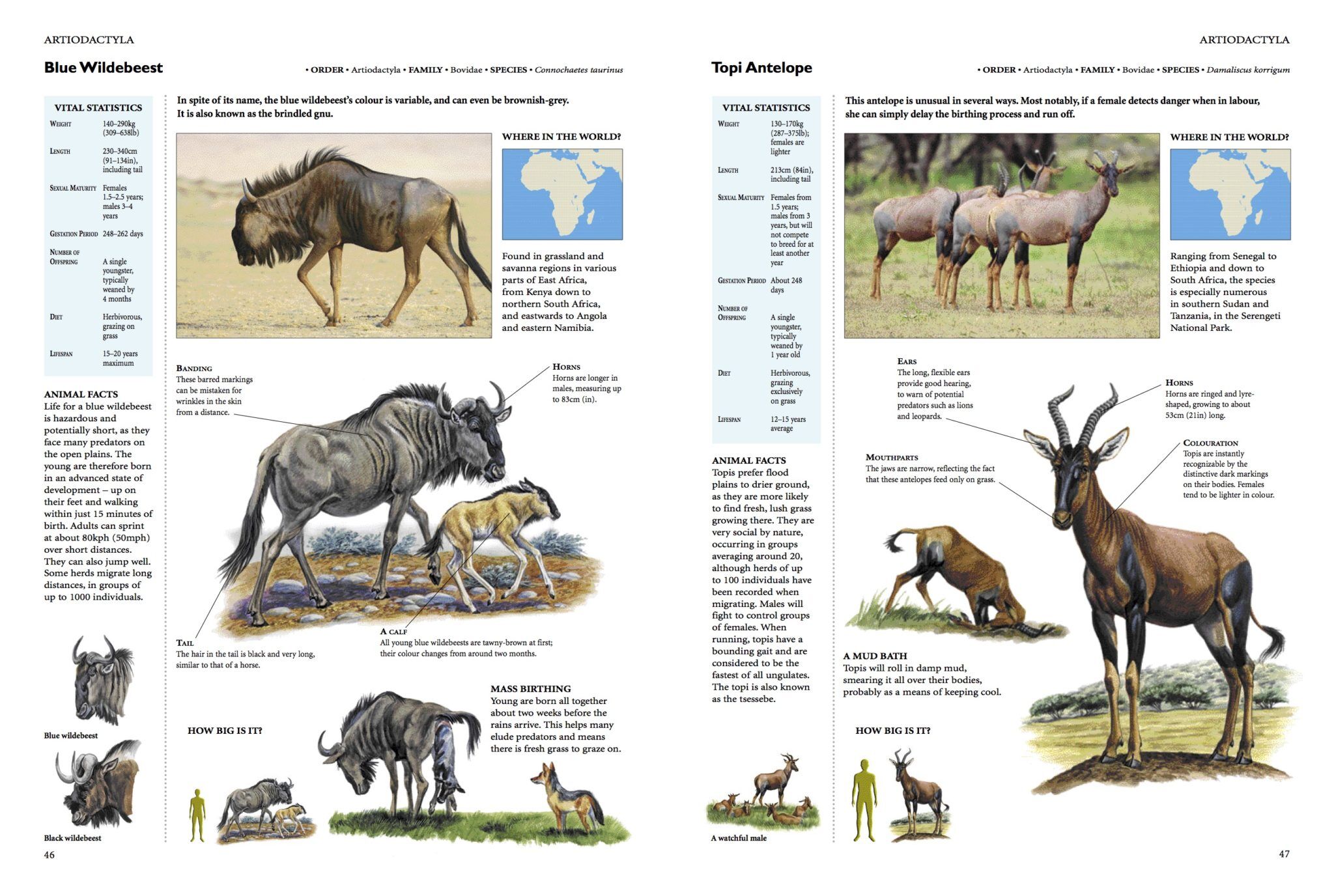 Animals [Illustrated Encyclopedia] by David Alderton - Amber Books