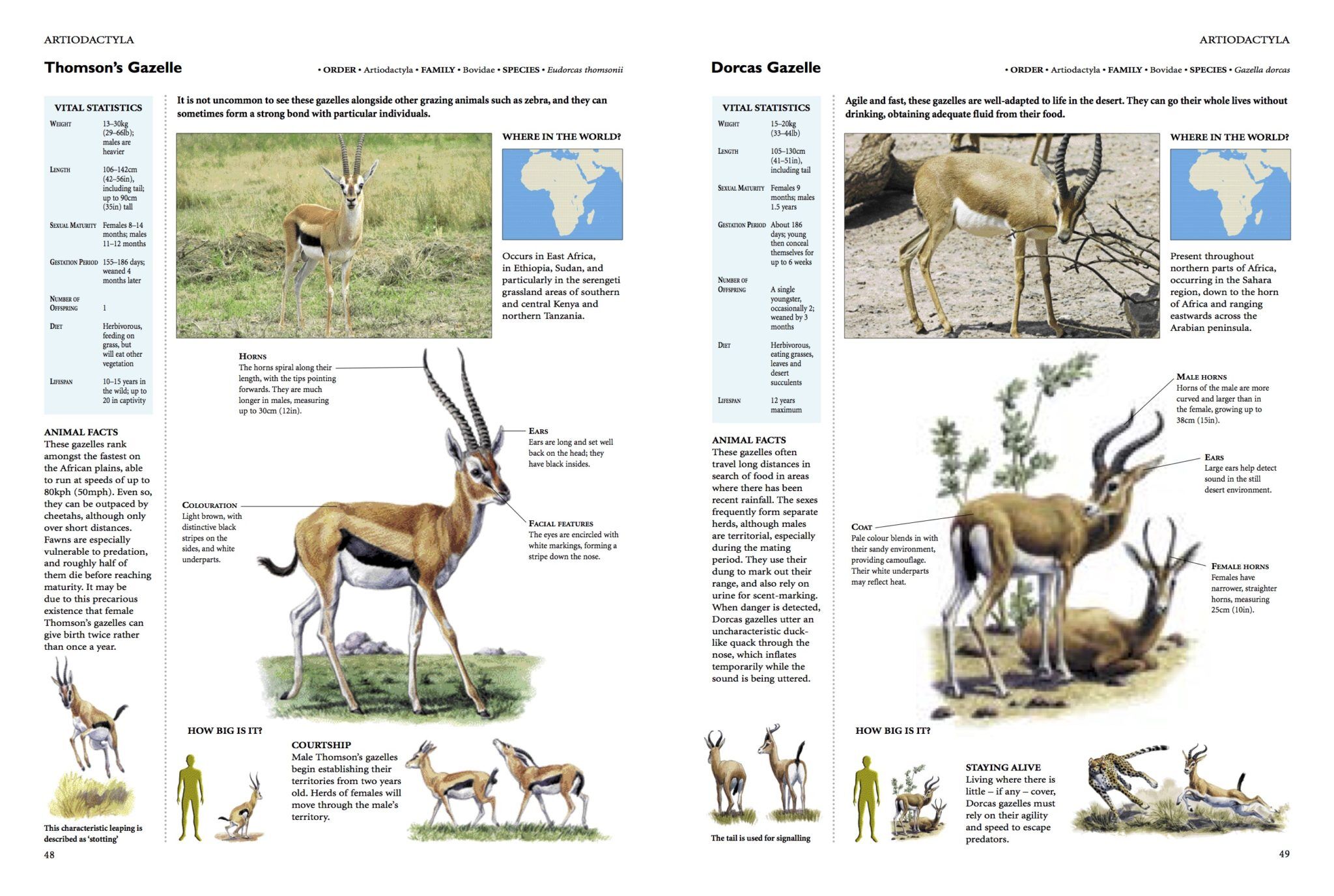 Animals [Illustrated Encyclopedia] by David Alderton - Amber Books