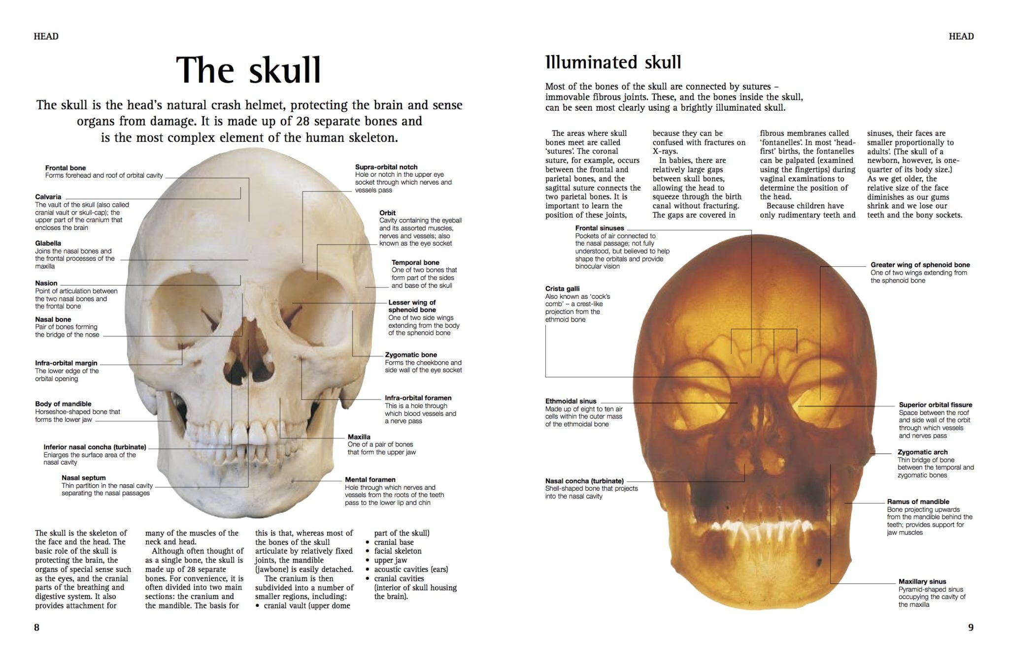How Your Skeleton Works - Amber Books