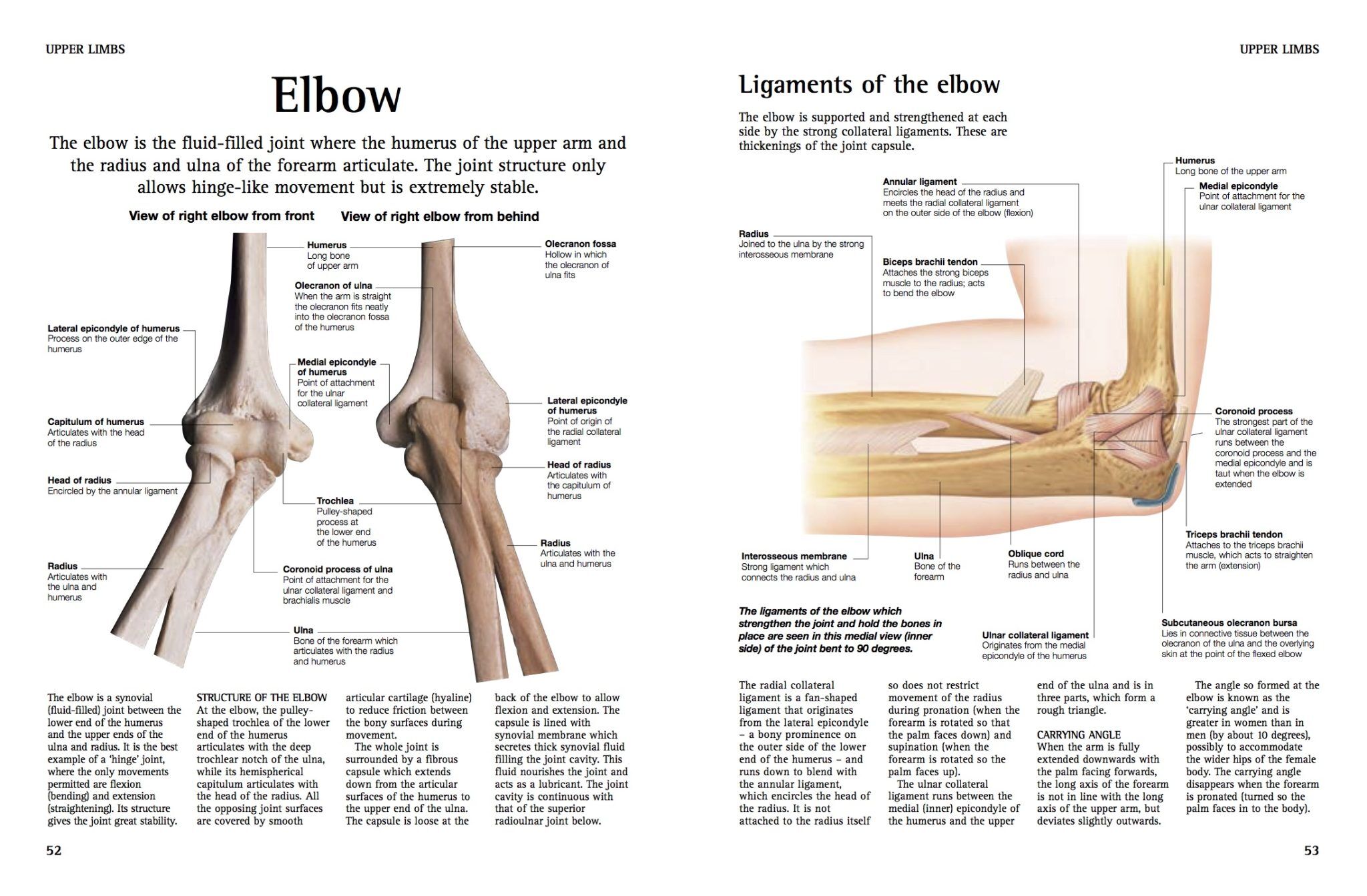 How Your Skeleton Works - Amber Books