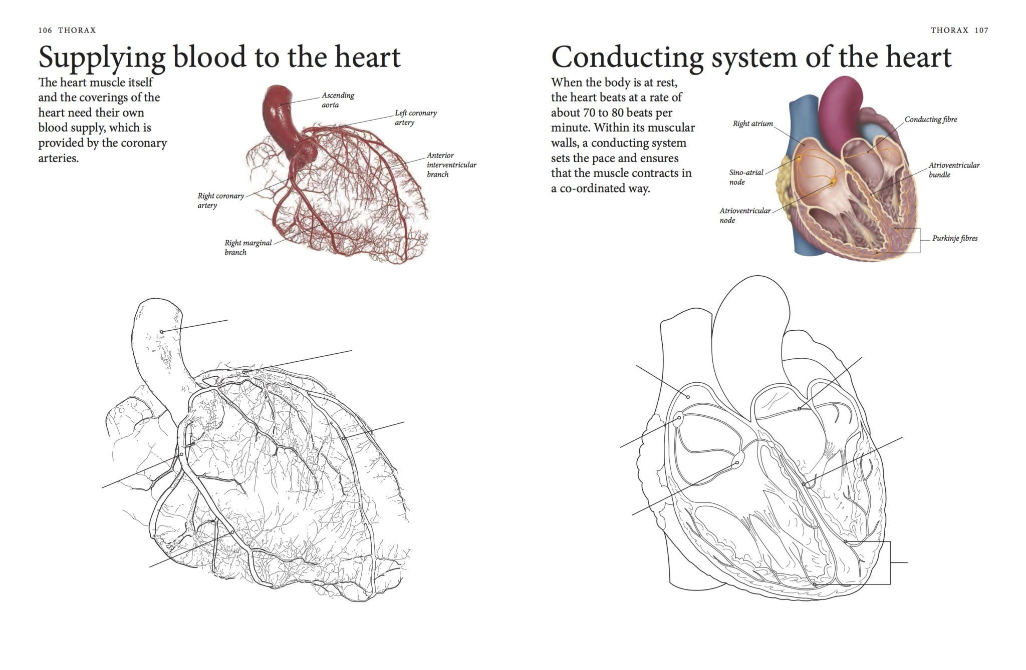 Human Body Colouring Book - Amber Books