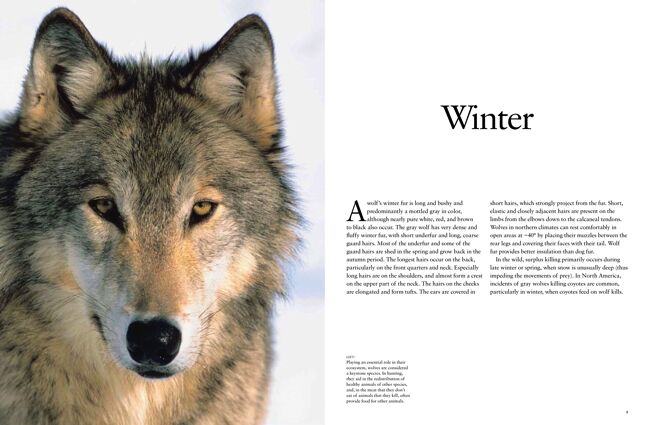 Wolves - Amber Books