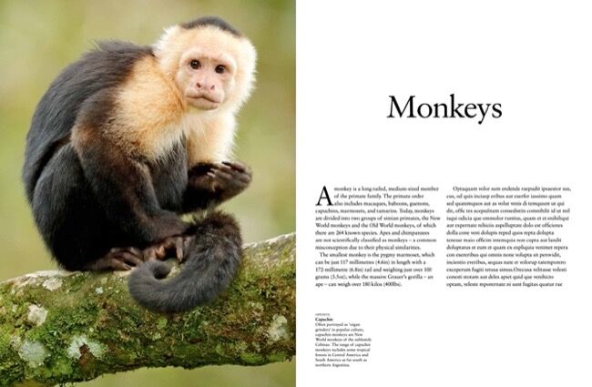 Monkeys, Apes, Gorillas and other Primates [Photo Guide] - Amber Books
