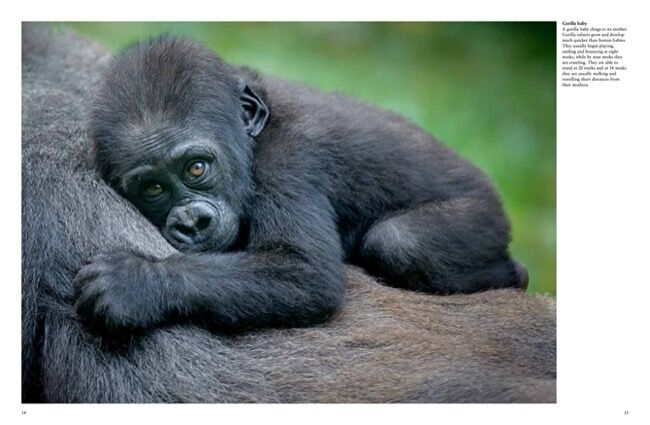 Monkeys, Apes, Gorillas and other Primates [Photo Guide] - Amber Books