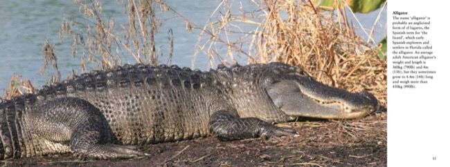 Florida: Visual Explorer Guide by John Crippen - Amber Books