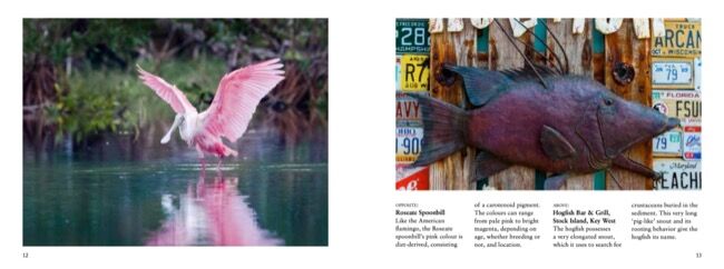 Florida: Visual Explorer Guide by John Crippen - Amber Books