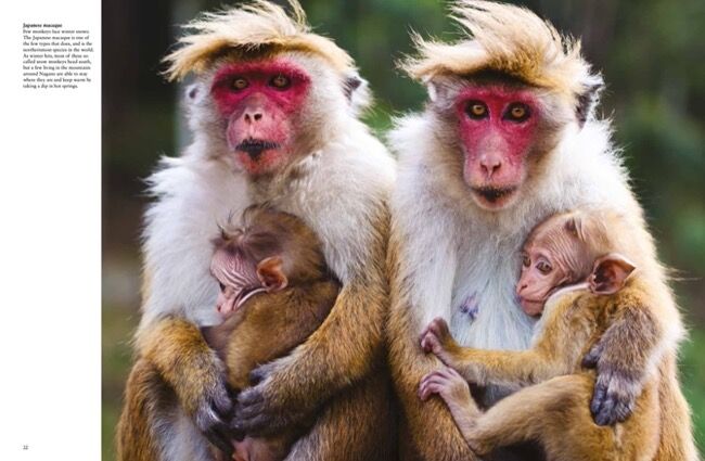 Strange Animals [in photographs] by Tom Jackson - Amber Books