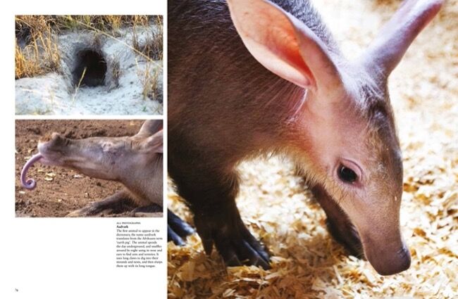 Strange Animals [in photographs] by Tom Jackson - Amber Books
