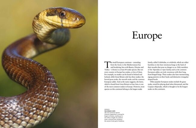 Snakes: From Vipers to Boa Constrictors - Amber Books