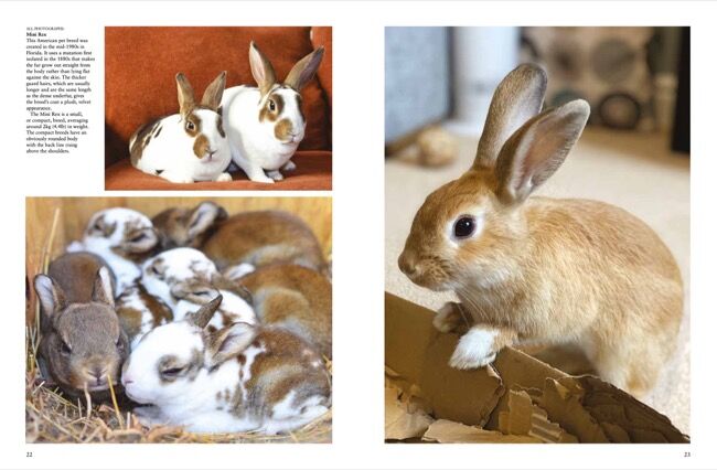 Rabbits [Photographic guide] by Tom Jackson - Amber Books