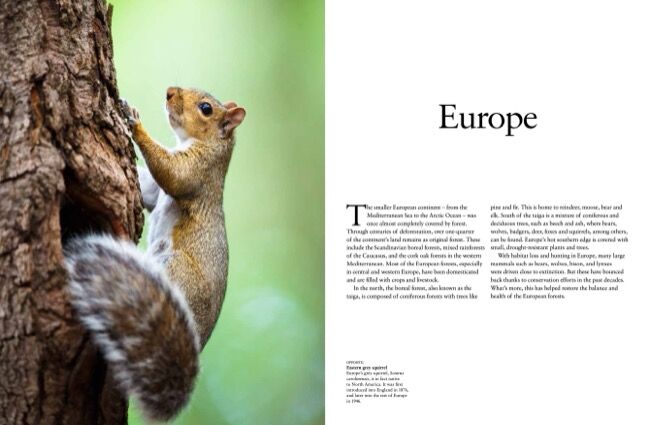 Forest Animals [in Photographs] by Julianna Photopoulos - Amber Books
