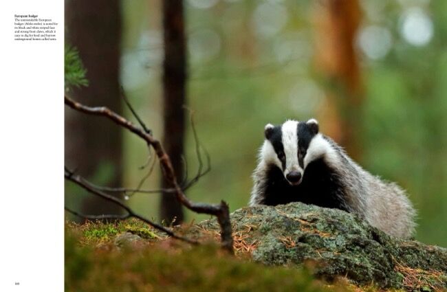 Forest Animals [in Photographs] by Julianna Photopoulos - Amber Books