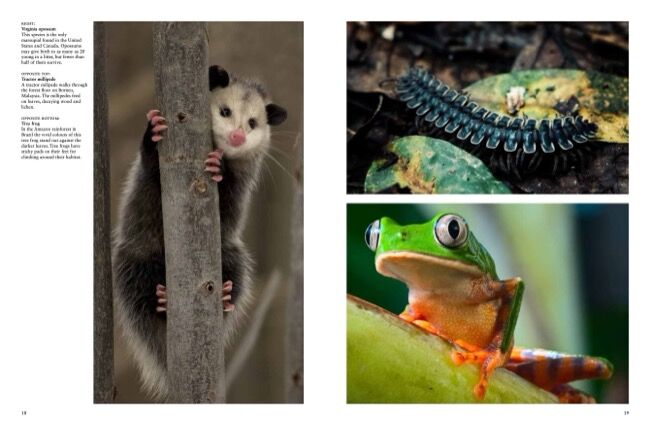 Forest Animals [in Photographs] by Julianna Photopoulos - Amber Books