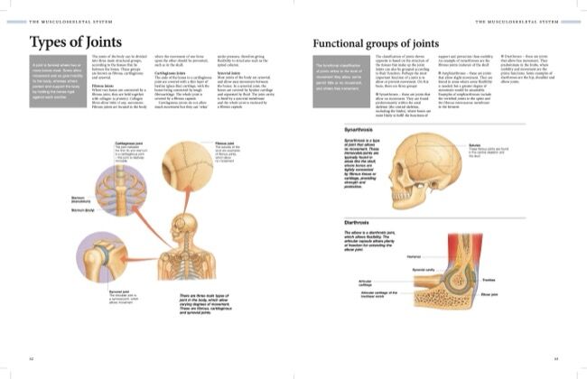 Human Anatomy [Illustrated Guide] - Amber Books
