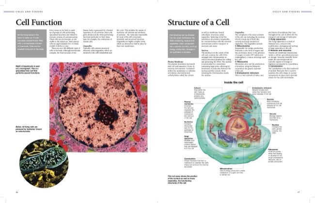 Human Anatomy [Illustrated Guide] - Amber Books