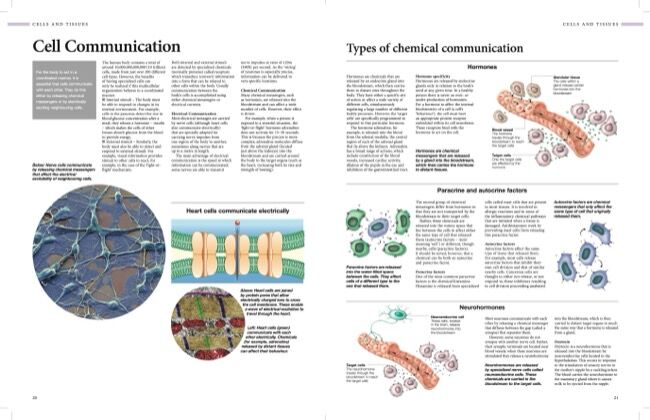 Human Anatomy [Illustrated Guide] - Amber Books